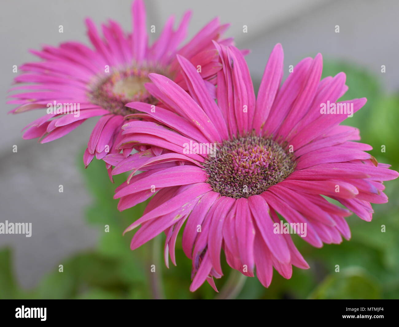 Giant Pink Daisies Stock Photo - Alamy