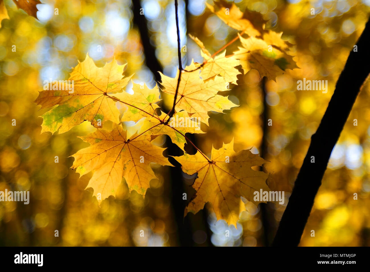 Shiny tree leaves hi-res stock photography and images - Alamy