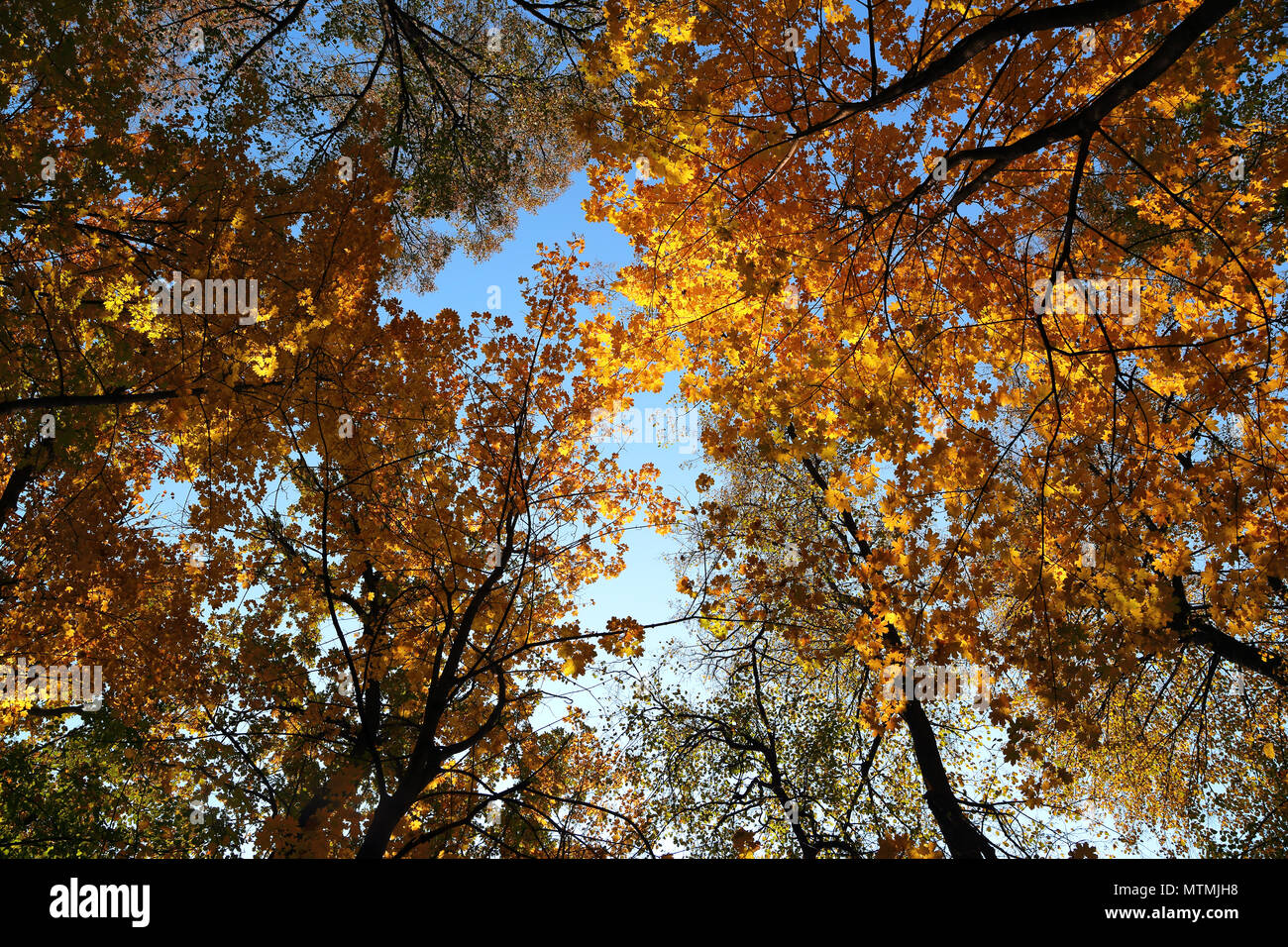 Leaves sky texture hi-res stock photography and images - Alamy