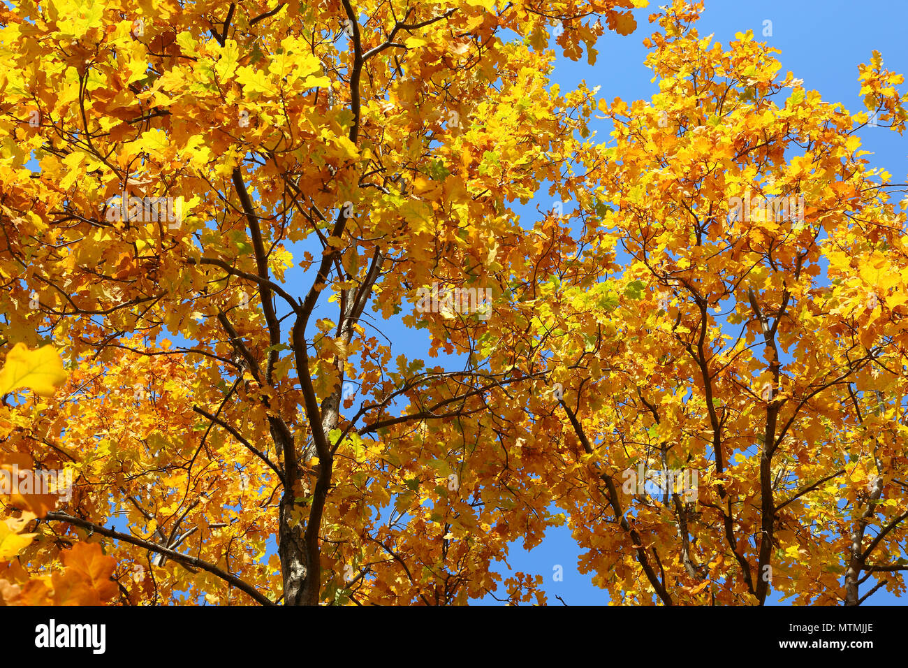 Beautiful autumn oak leaves hi-res stock photography and images - Alamy