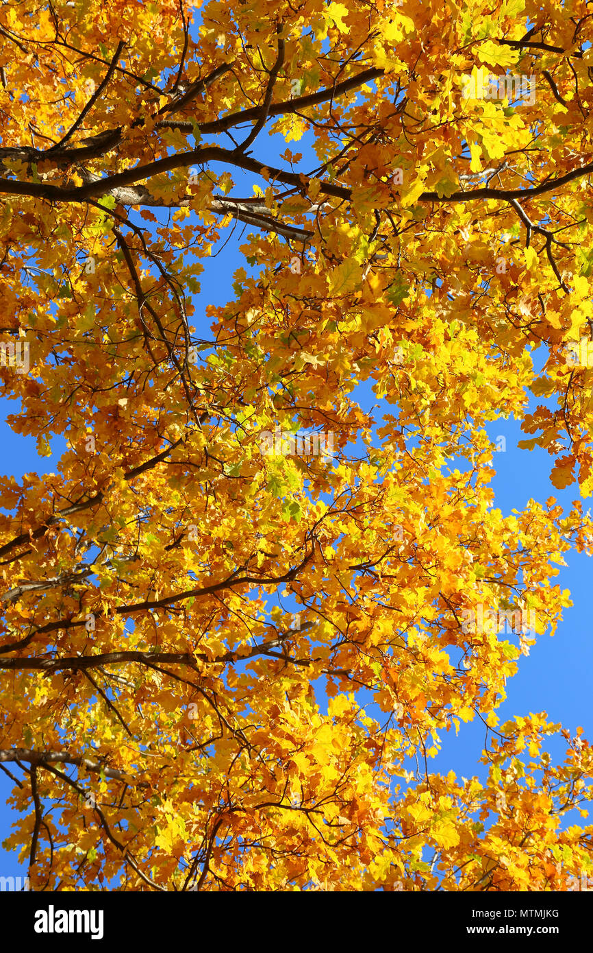autumn leaves on oak tree Stock Photo - Alamy