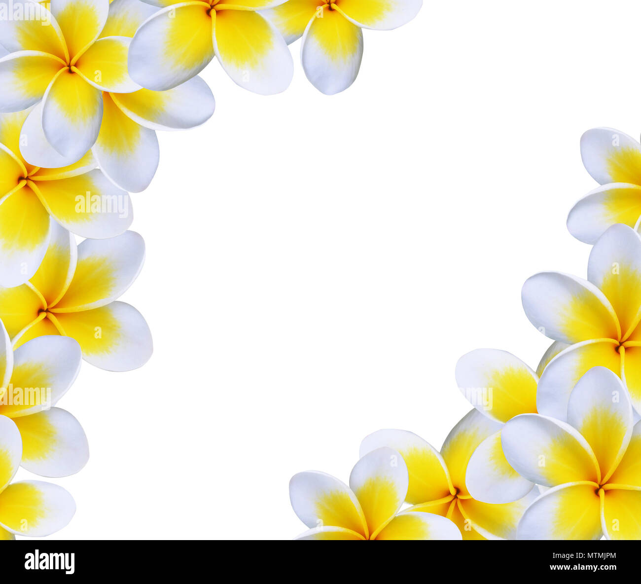 Frangipani flower isolated on white Stock Photo - Alamy