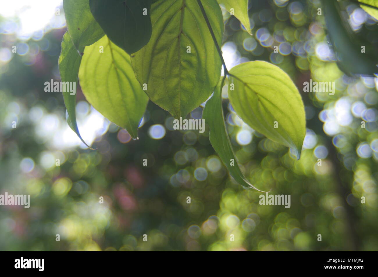 Green Tree Leaves with Bokeh Background Stock Photo - Alamy