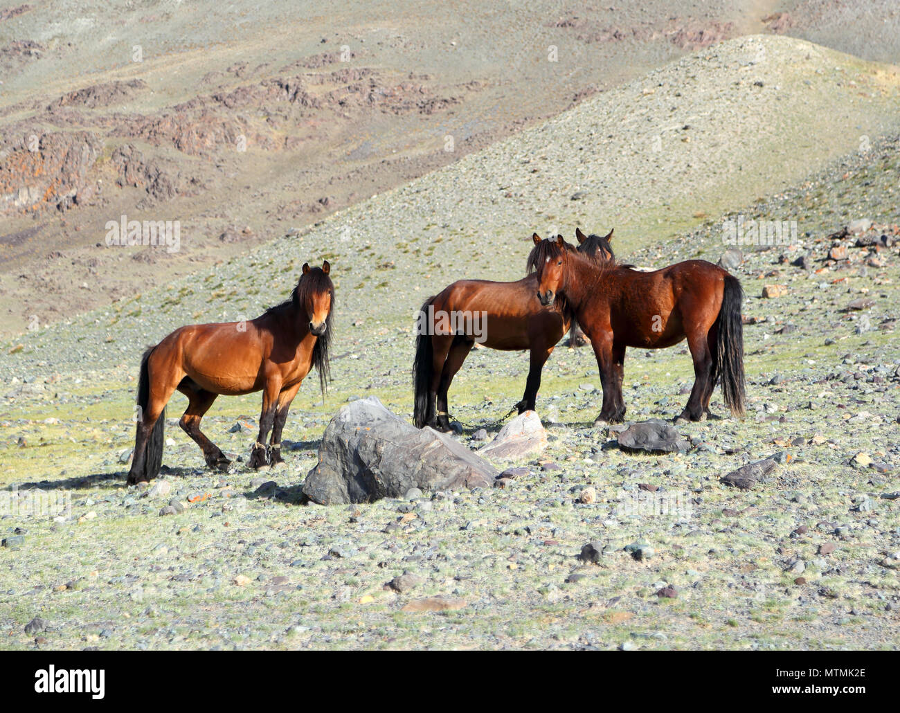Horses in mountains hi-res stock photography and images - Alamy