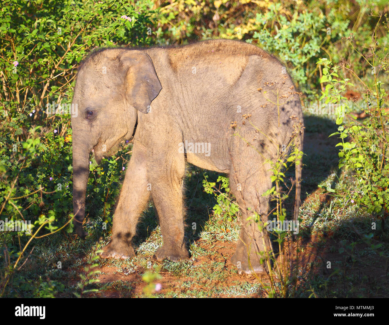 small indian baby elephant Stock Photo - Alamy