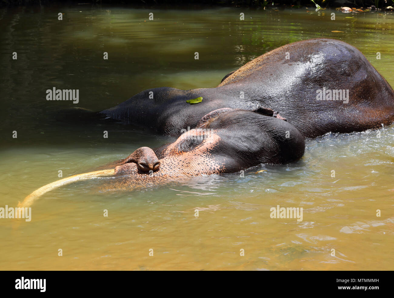 Lying elephant hi-res stock photography and images - Alamy