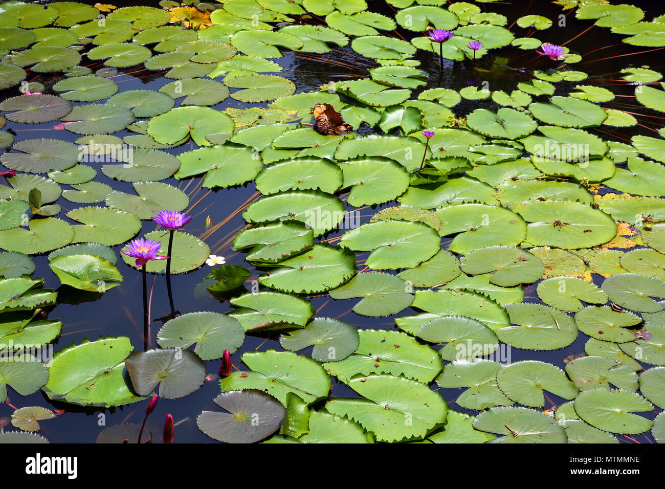 lake with lotus flowers Stock Photo - Alamy