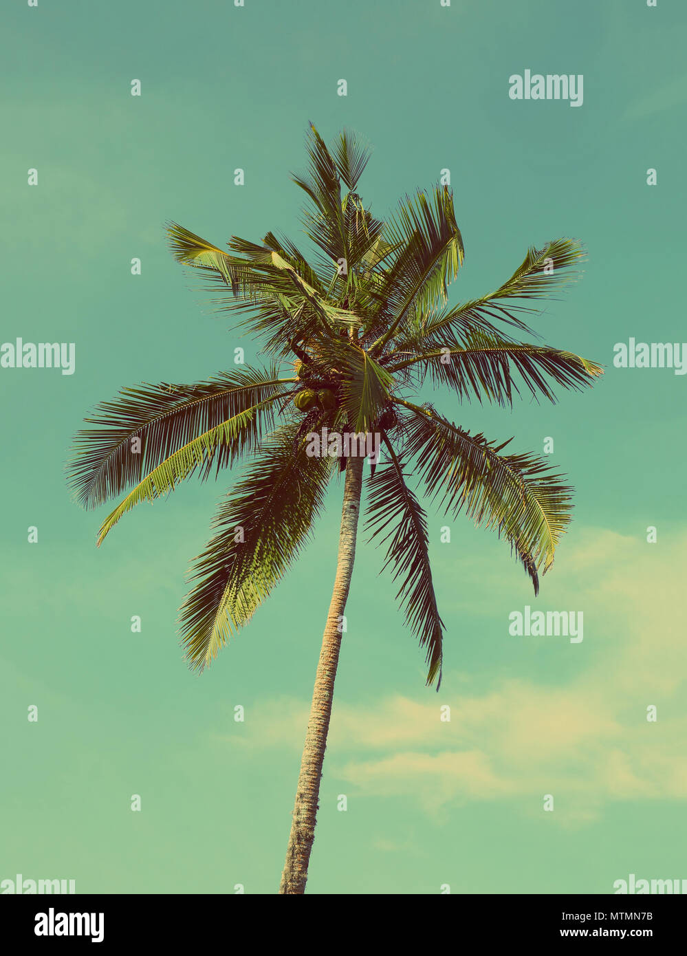 Vintage coconut palm hi-res stock photography and images - Alamy