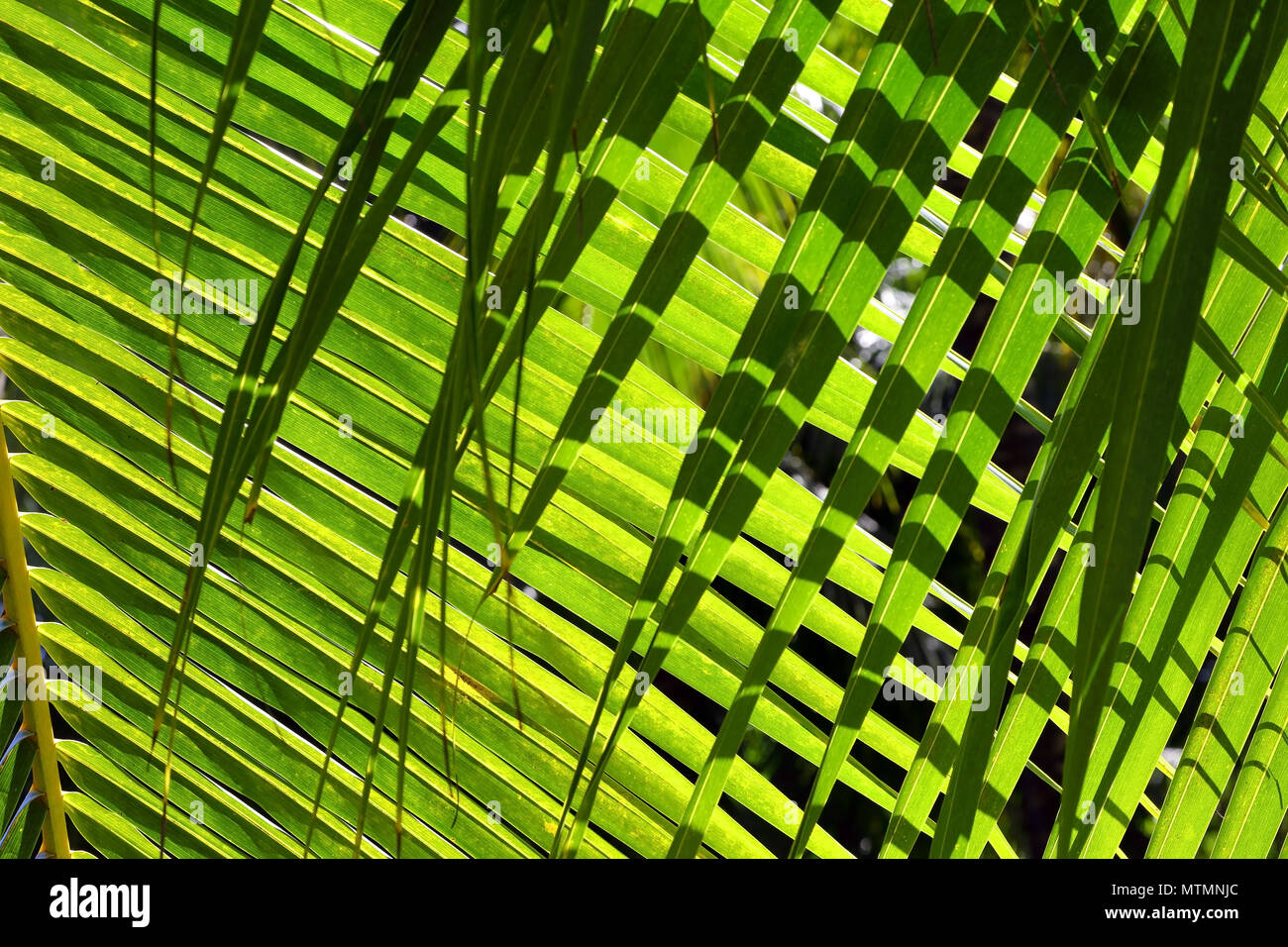 Palm leaves background with shadow Stock Photo - Alamy