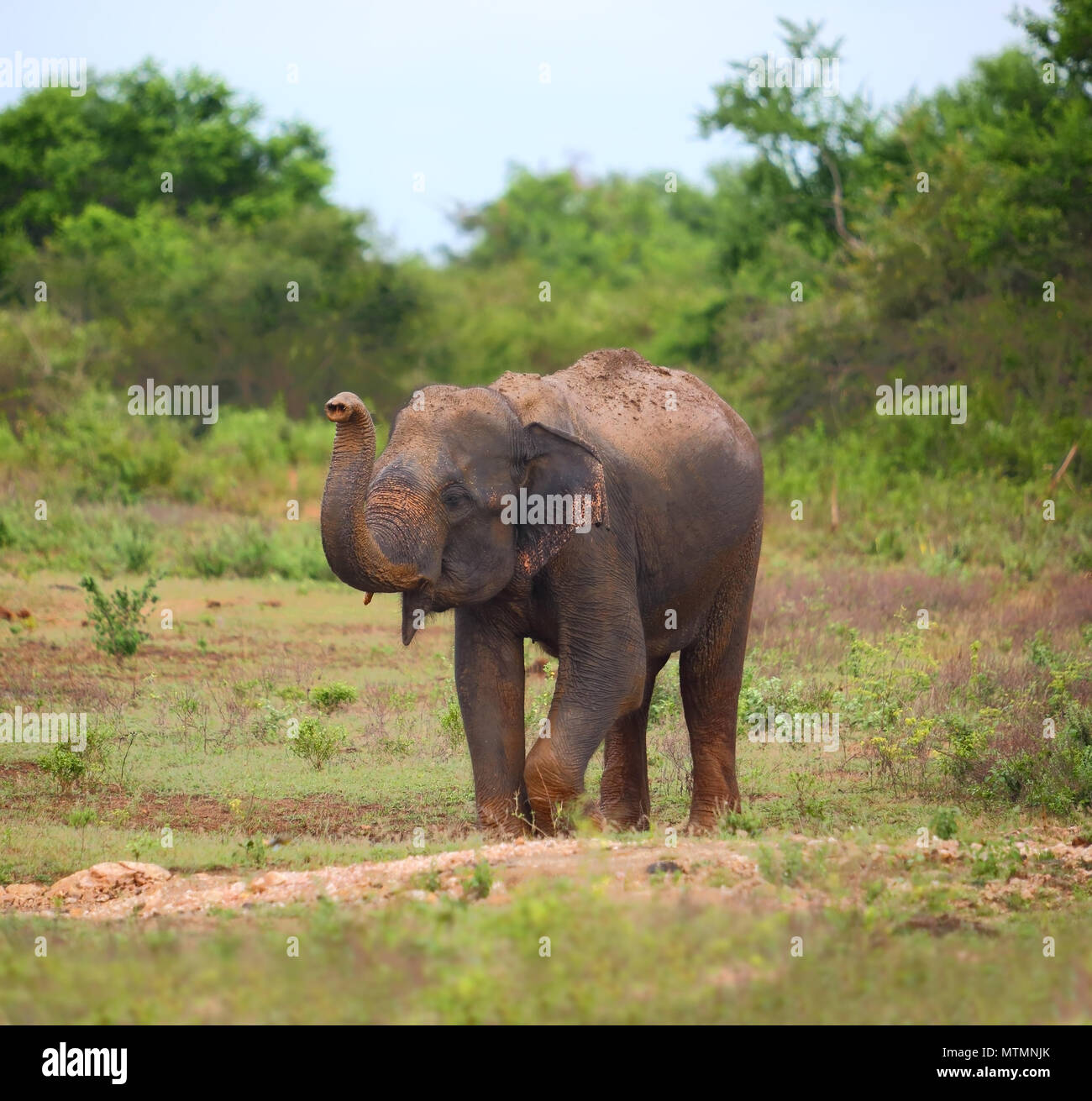 Elephant with big trunk hi-res stock photography and images - Alamy