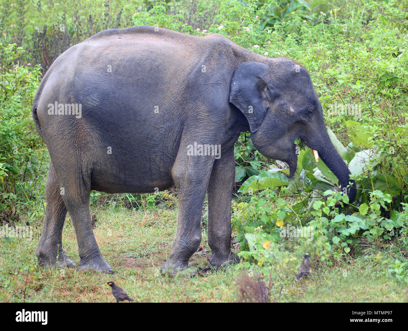 indian elephant eating Stock Photo - Alamy