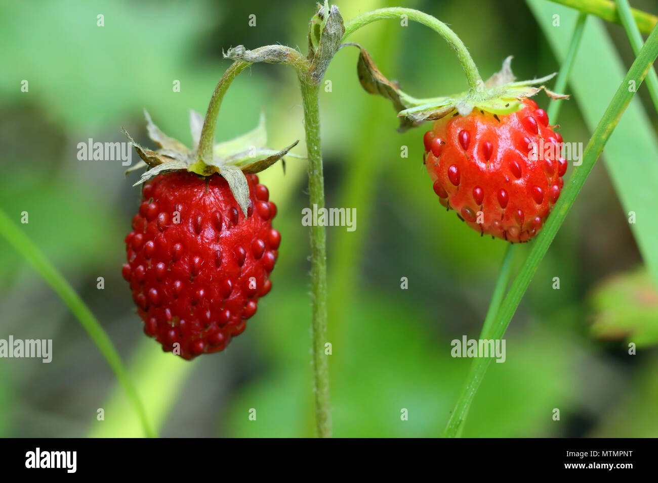 wild strawberry macro Stock Photo - Alamy