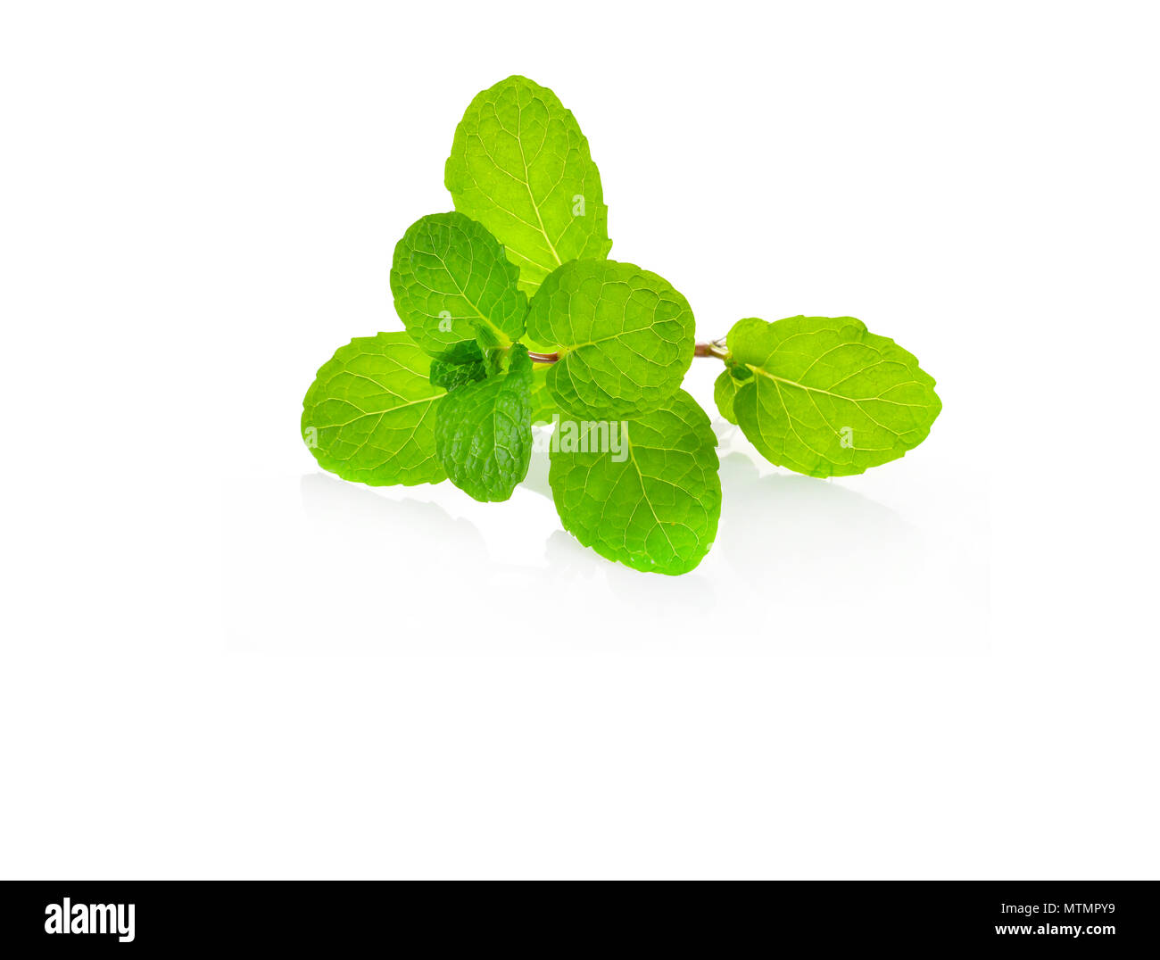 Peppermint leaf vector hi-res stock photography and images - Alamy