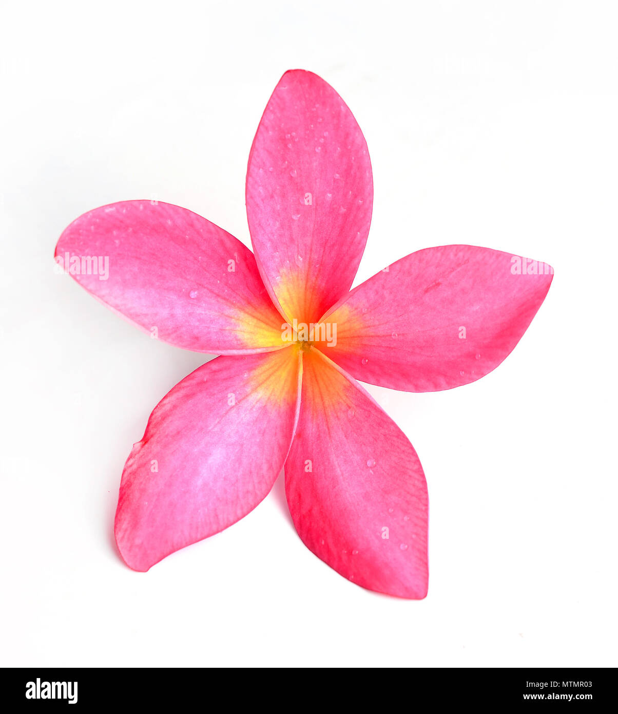 Frangipani flower isolated on white Stock Photo - Alamy