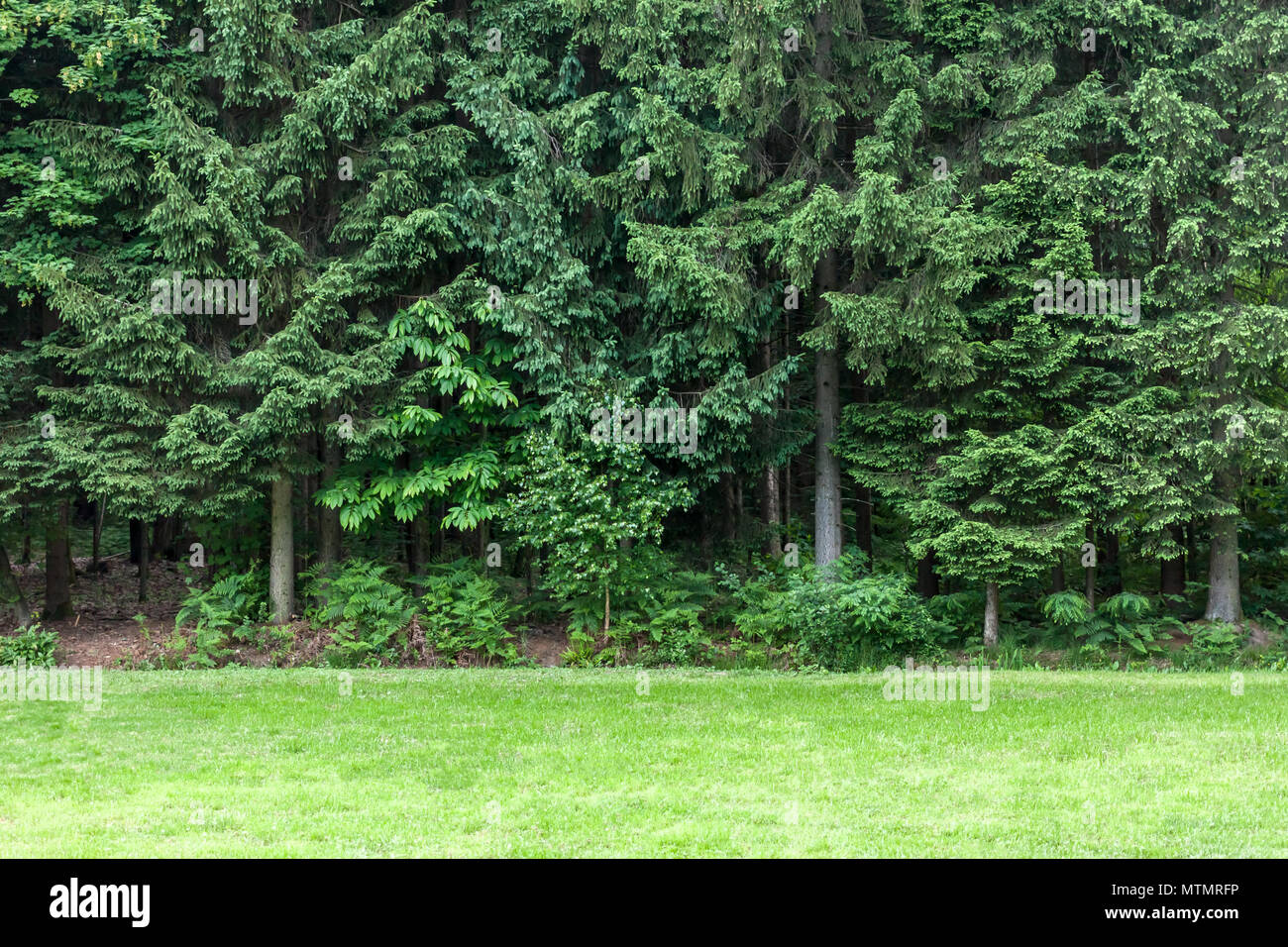 Green lawn hi-res stock photography and images - Alamy