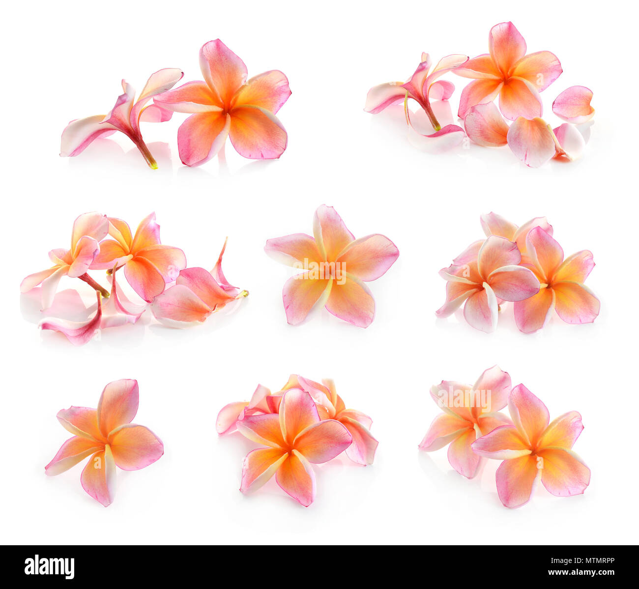 Frangipani flower isolated on white Stock Photo - Alamy