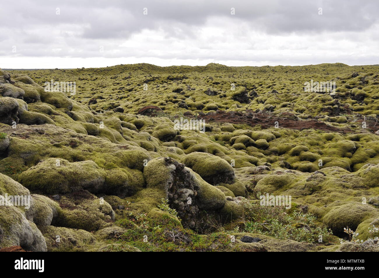 Overgrown moss hi-res stock photography and images - Alamy