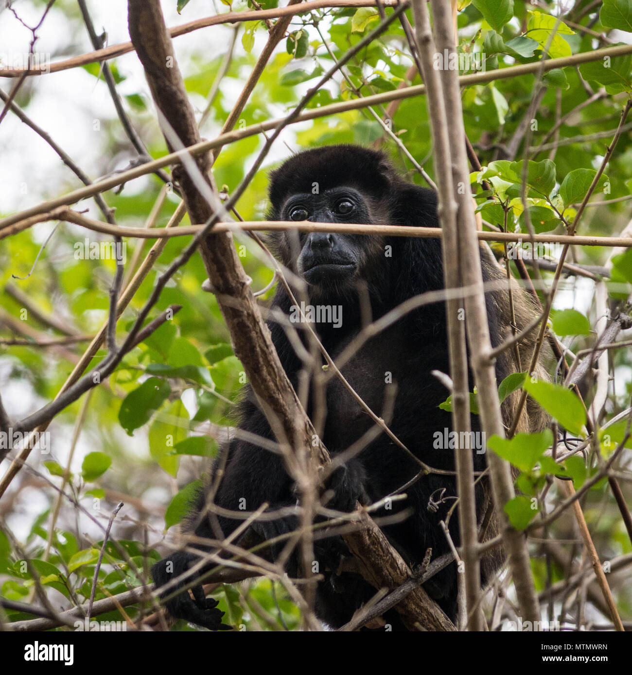 Howler Monkey (Alouatta palliata) in the Tropical Dry Forest canopy of ...