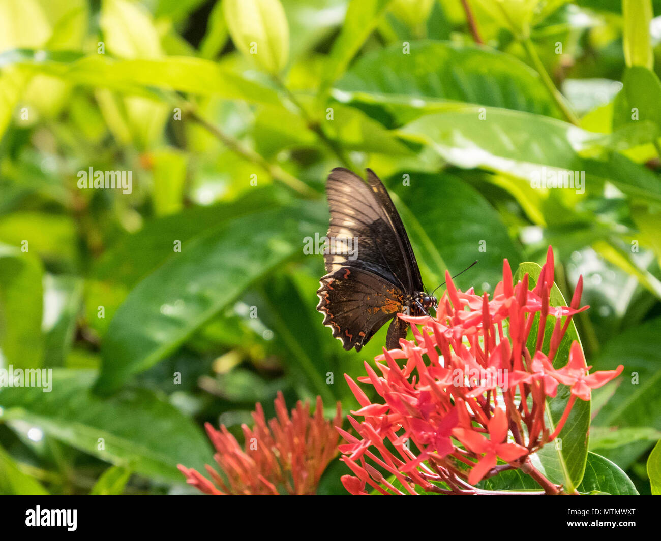 Polydamas swallowtail on ixora flowers in the Peninsula Papgayo region ...