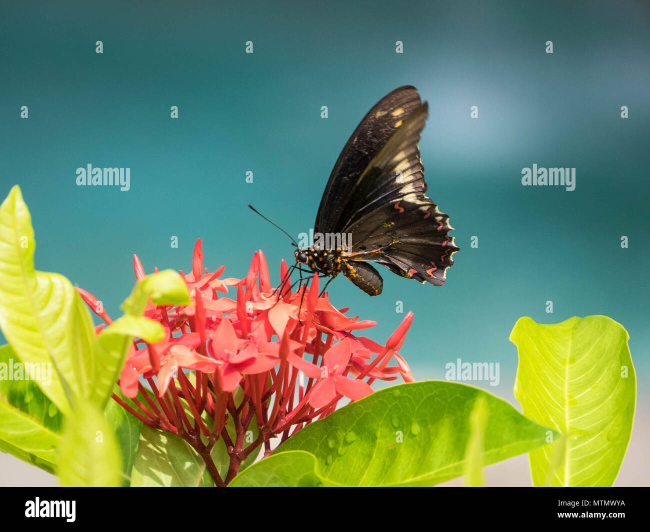 Polydamas swallowtail on ixora flowers in the Peninsula Papgayo region ...