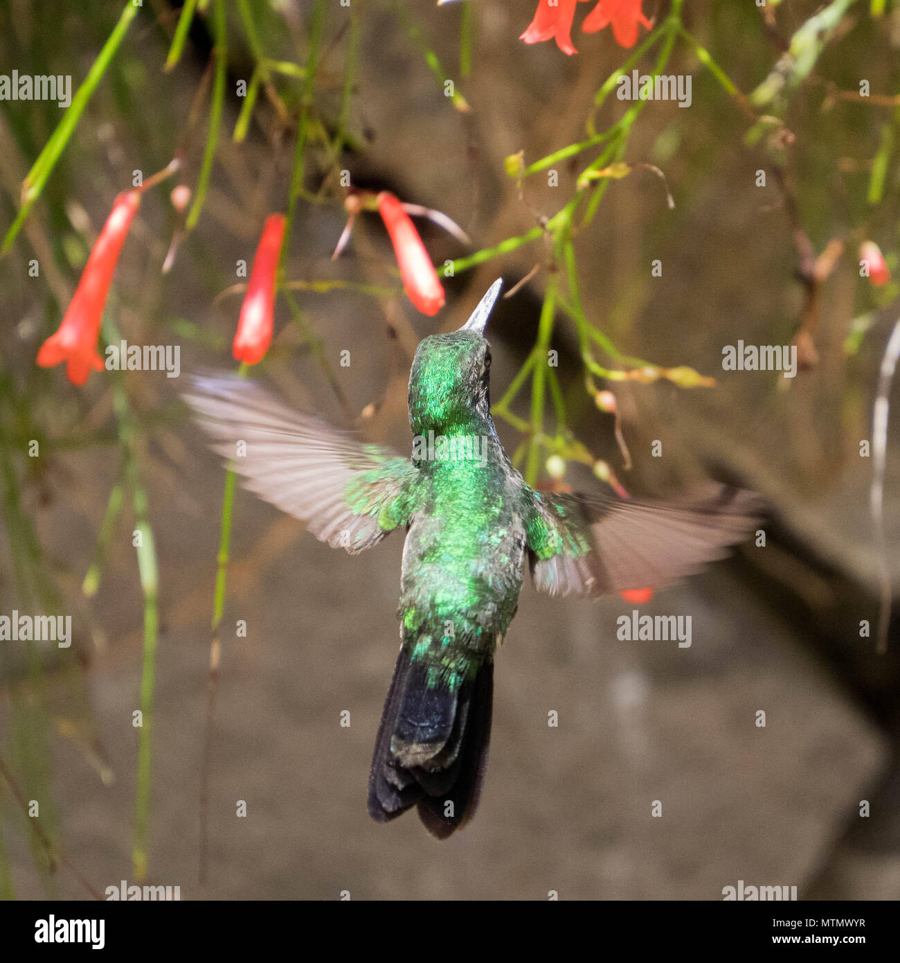 Colourful hummingbird and flowers in the Peninsula Papgayo region of ...