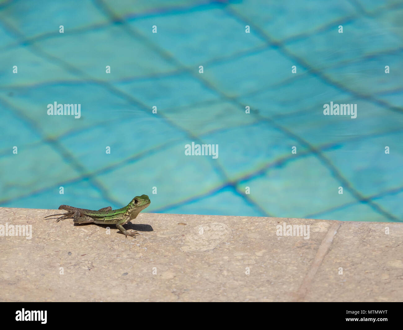 Four green lizards hi-res stock photography and images - Alamy