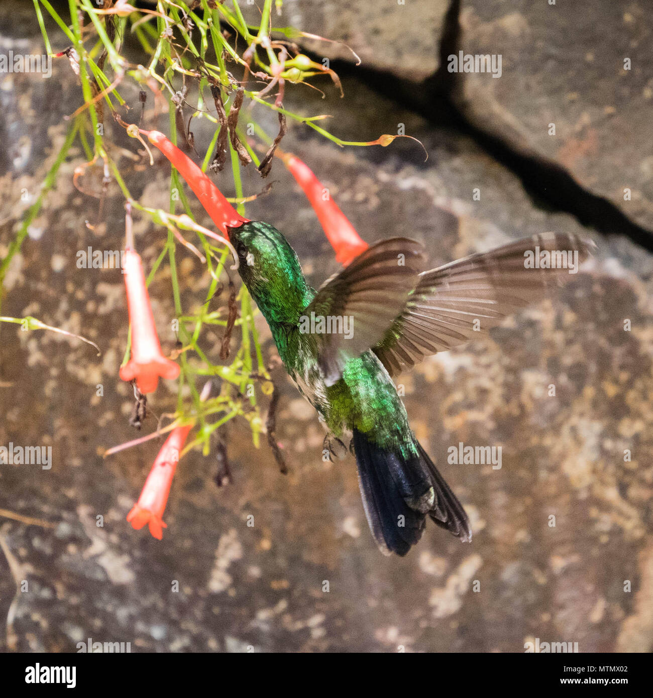 Colourful hummingbird and flowers in the Peninsula Papgayo region of ...