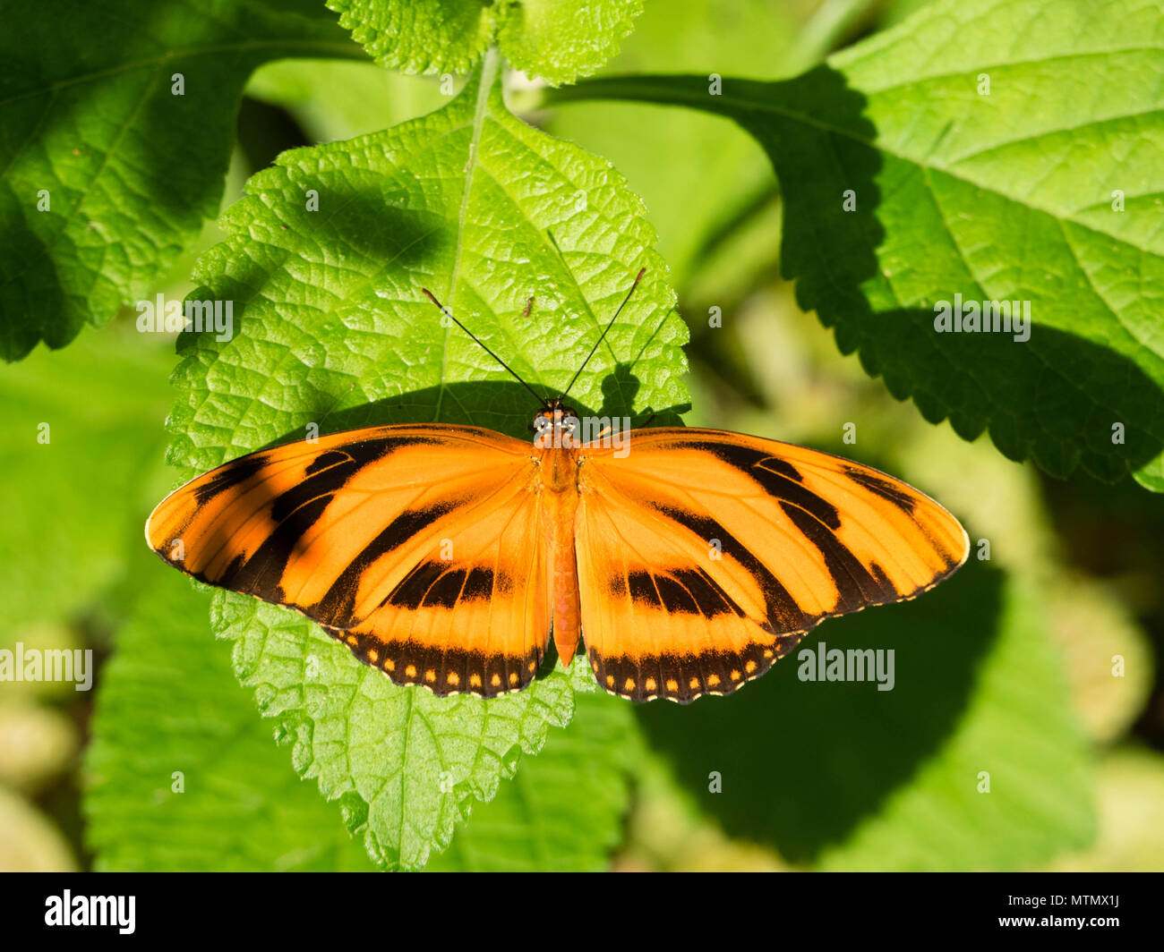 Orange tiger butterfly in the Peninsula Papgayo region of Guanacaste ...