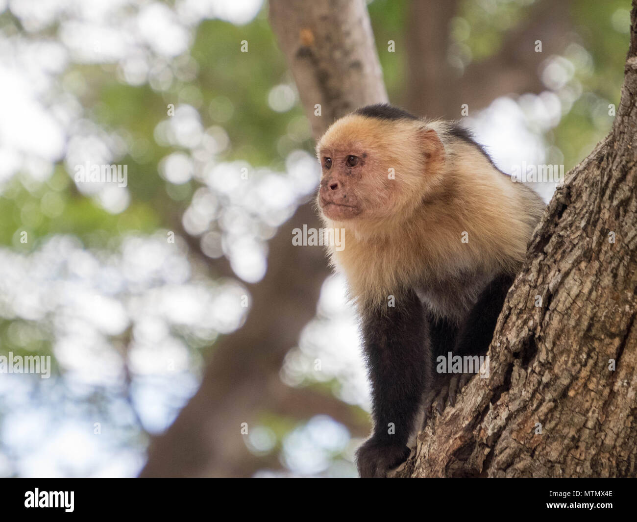 Central american white faced capuchin cebus capucinus imitator hi-res ...
