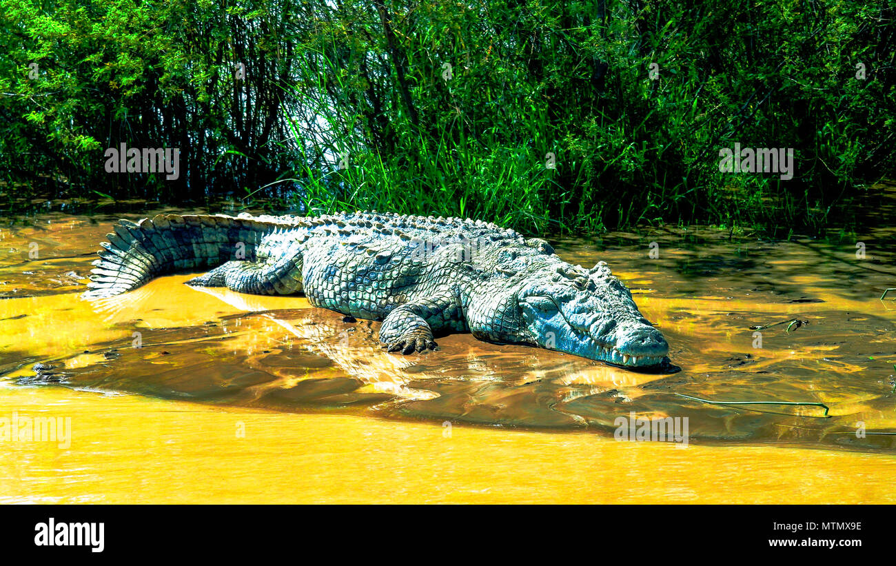 The Nile crocodile in Chamo lake, Nechisar national park, Ethiopia ...