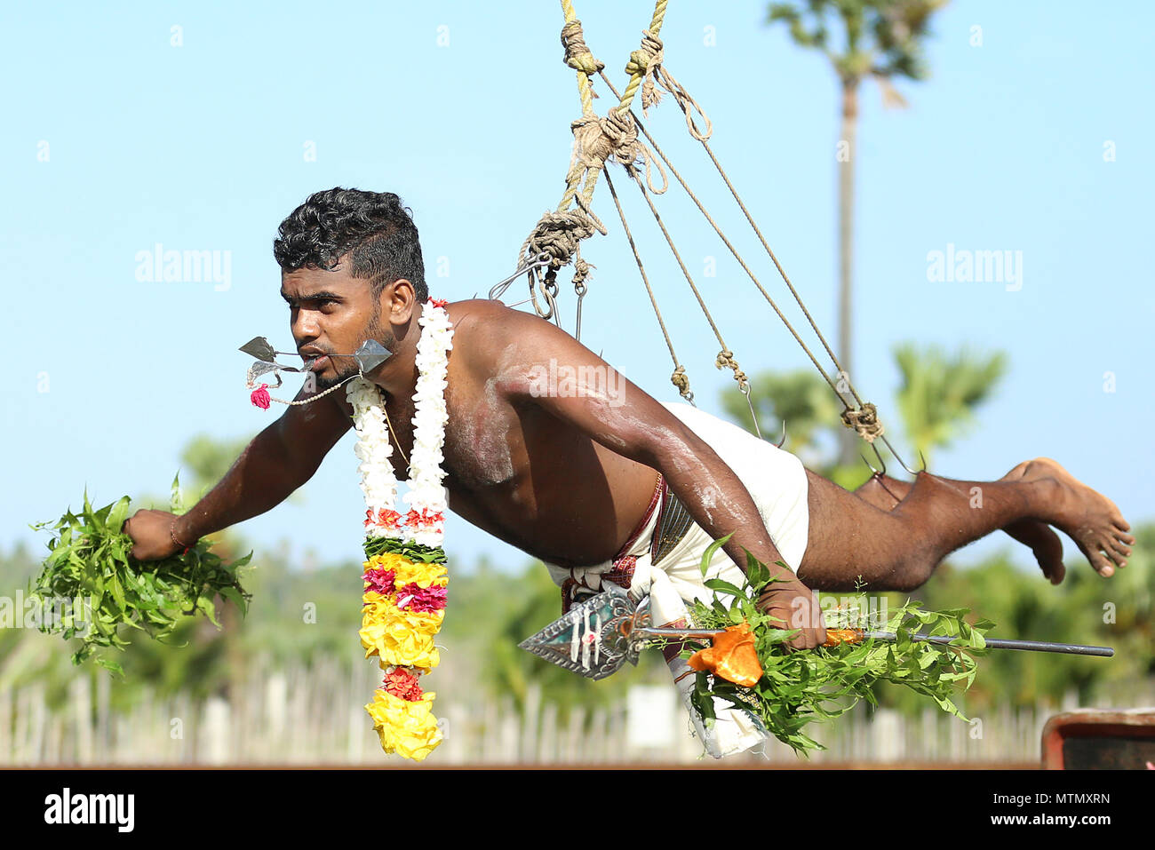 Sri Lanka. 29th May, 2018. A Sri Lankan Tamil Hindu devotee is strung ...