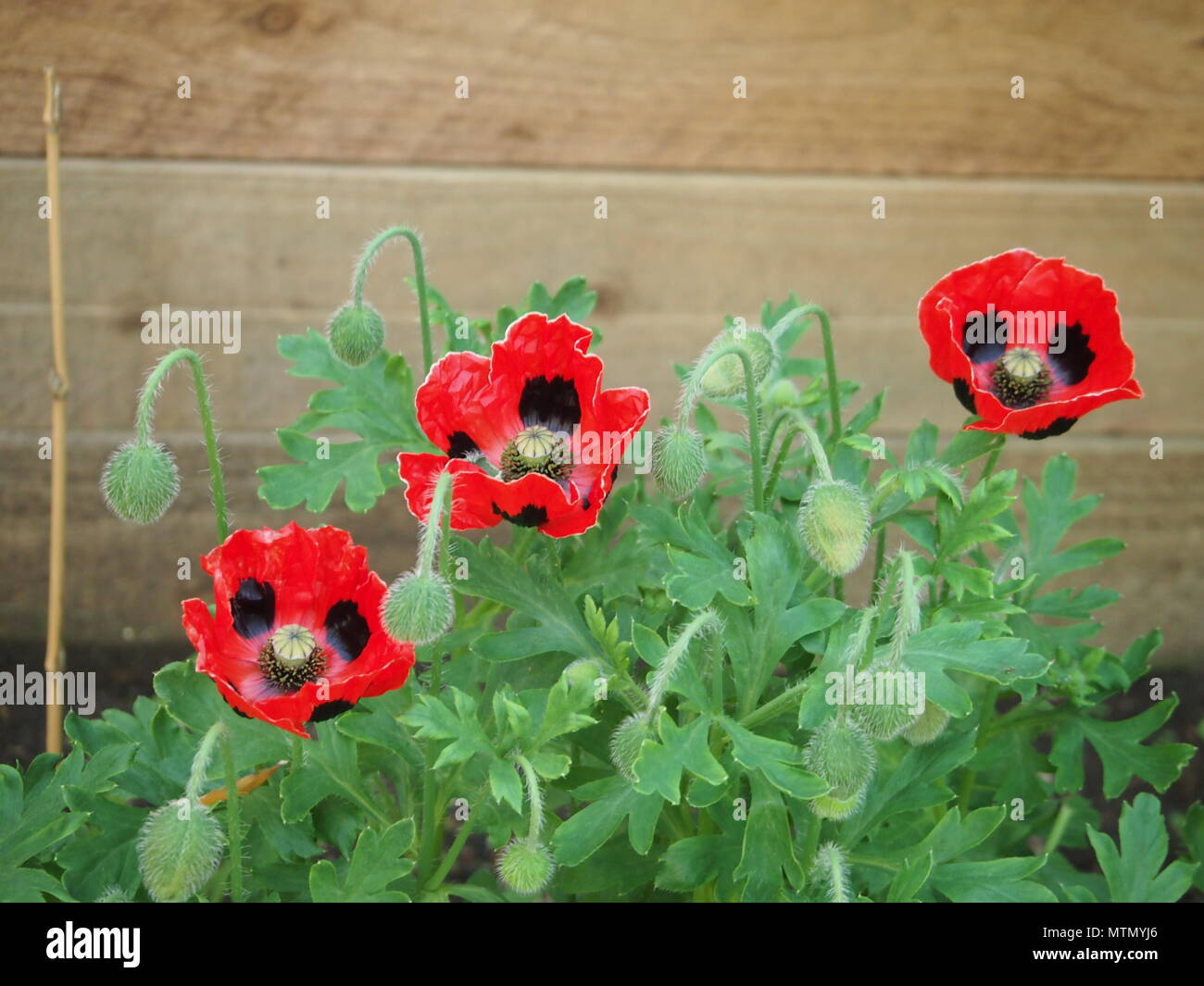 Three Red and black "ladybird" poppy flowers fully open in May Stock ...