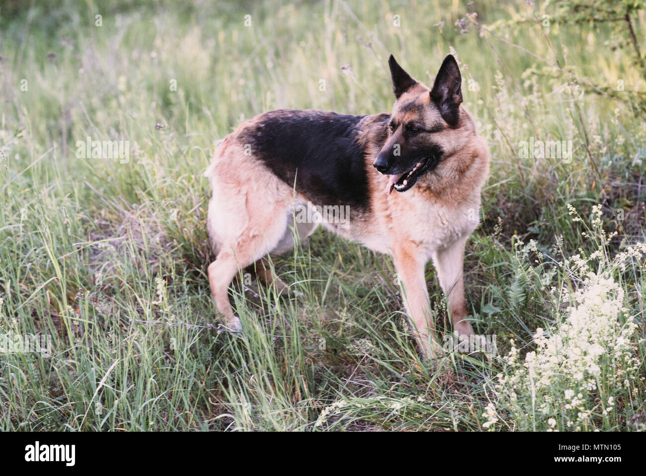German shepherd spring hi-res stock photography and images - Alamy