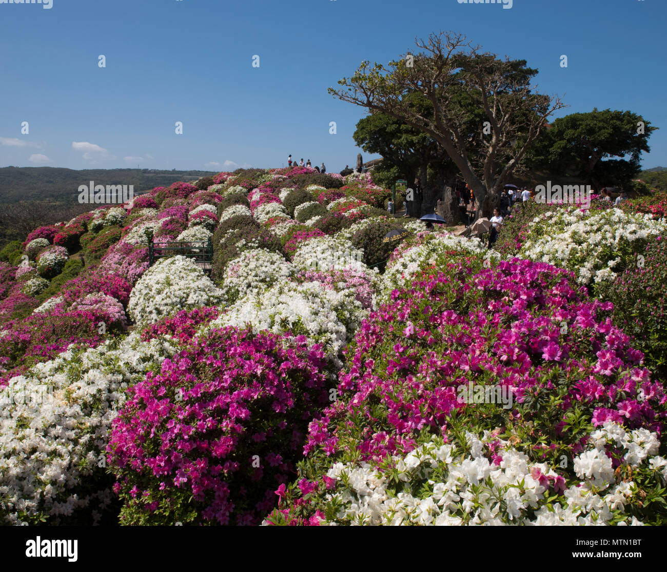 Higashi Village Azalea Festival in Kunigami, Okinawa, Japan Stock Photo ...