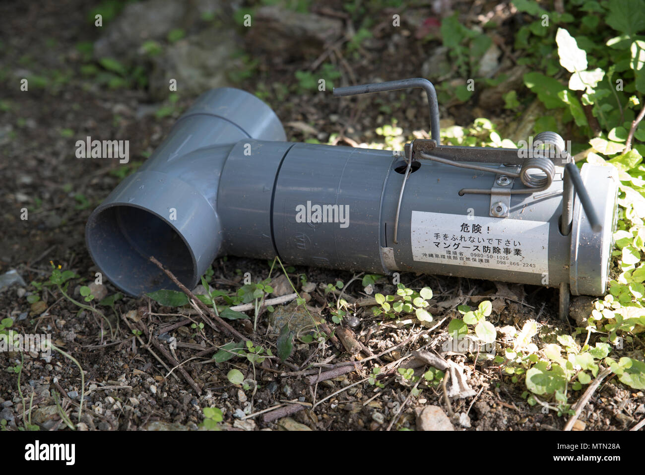 Fences and traps are used to stop spread of the invasive mongoose, and ...