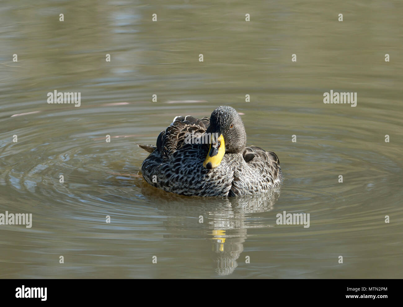 African yellow bill duck hi-res stock photography and images - Alamy