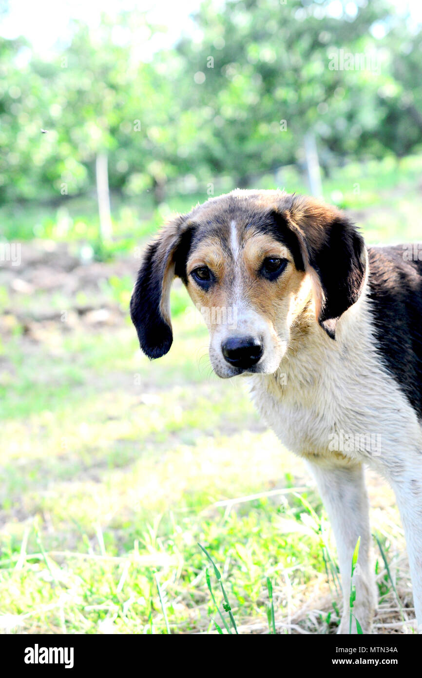 stray dog pictured in nature, image of a Stock Photo - Alamy