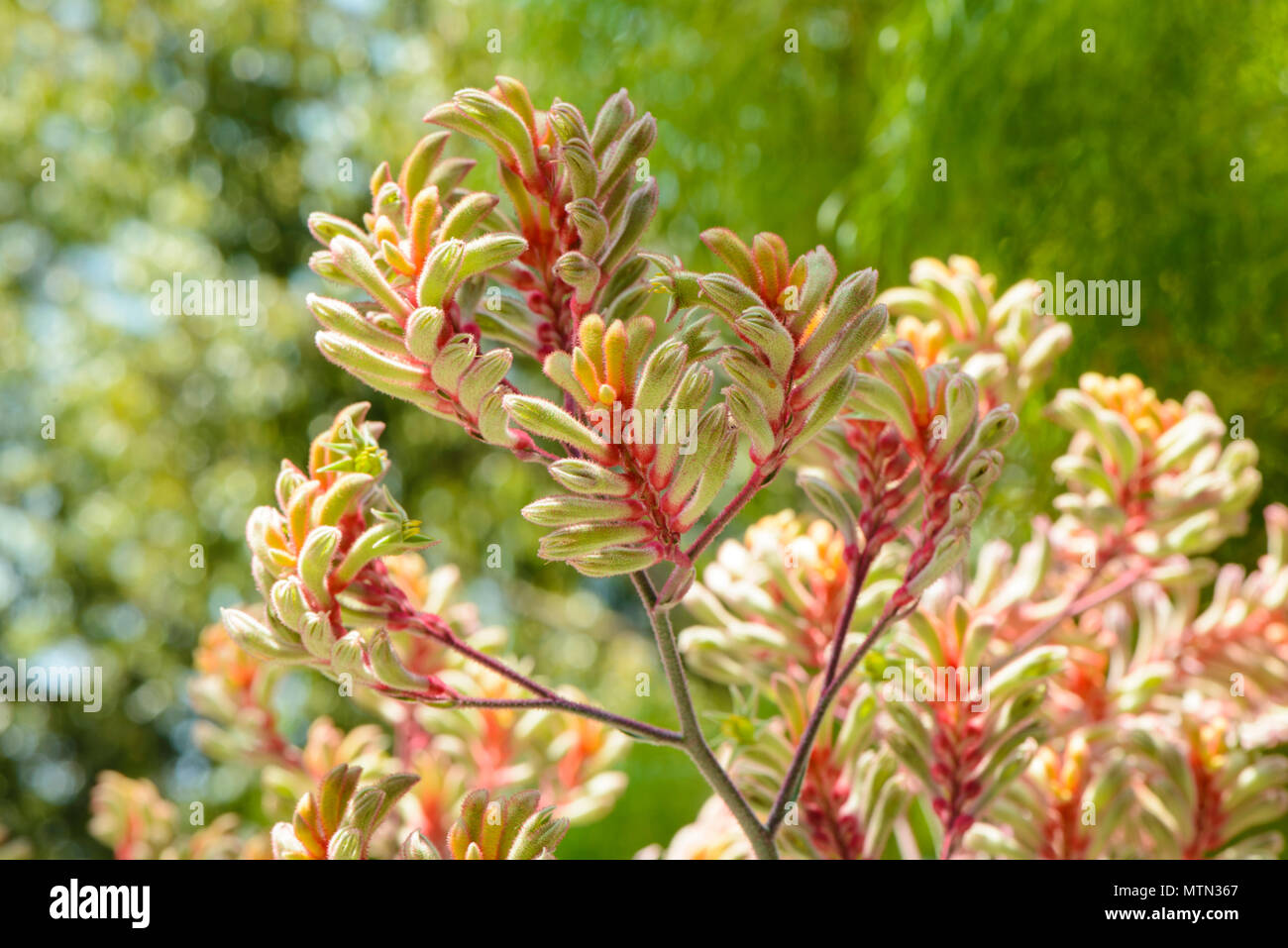 Kangaroo paw flowers hi-res stock photography and images - Alamy