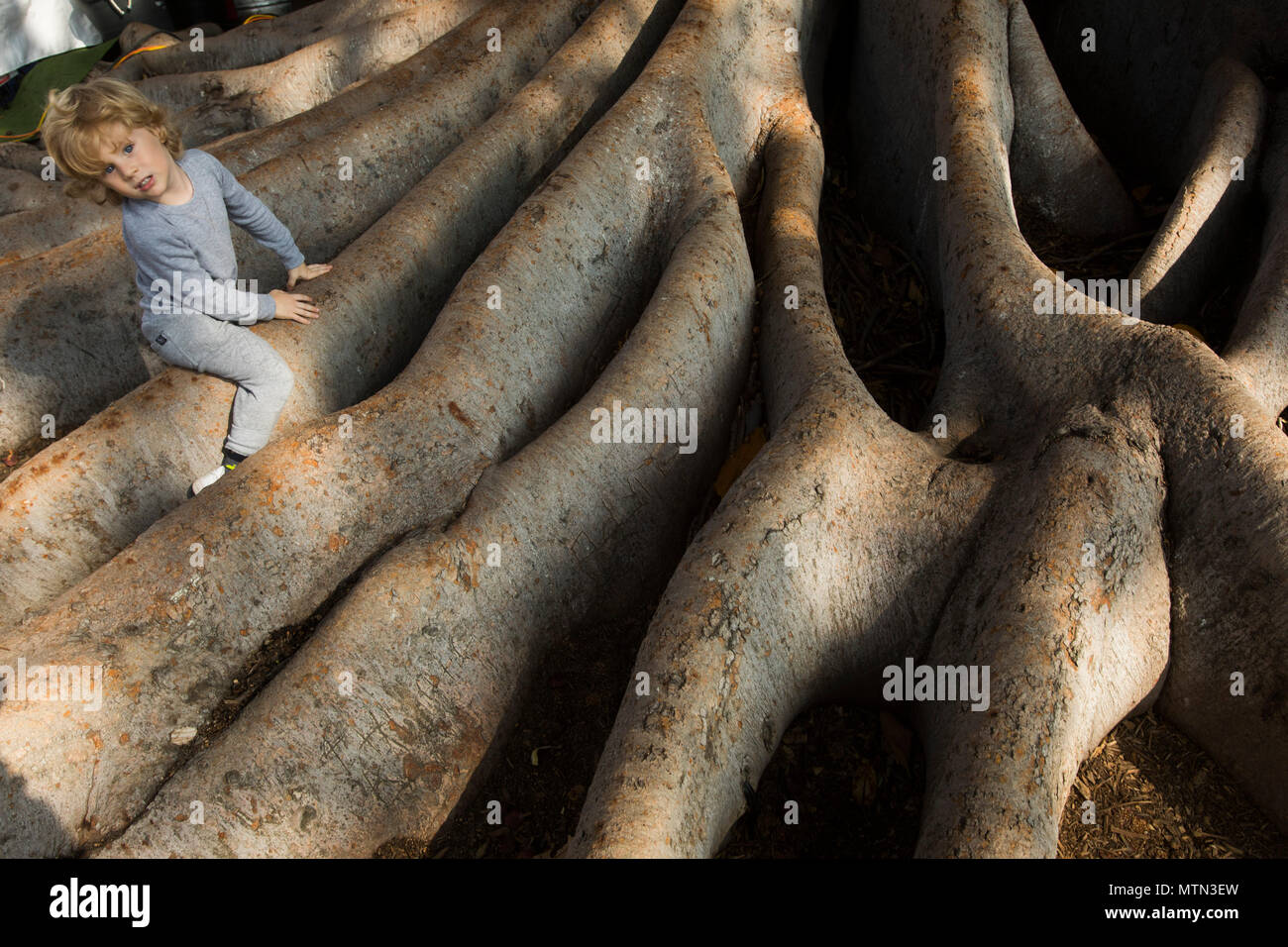 Child playing on tree roots, Beverly Hills, Los Angeles, California ...