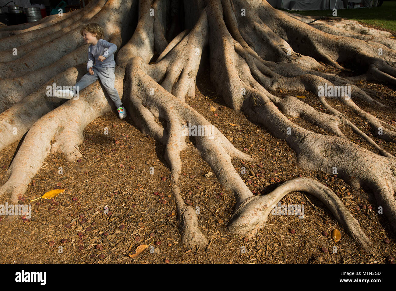 Child playing on tree roots, Beverly Hills, Los Angeles, California ...