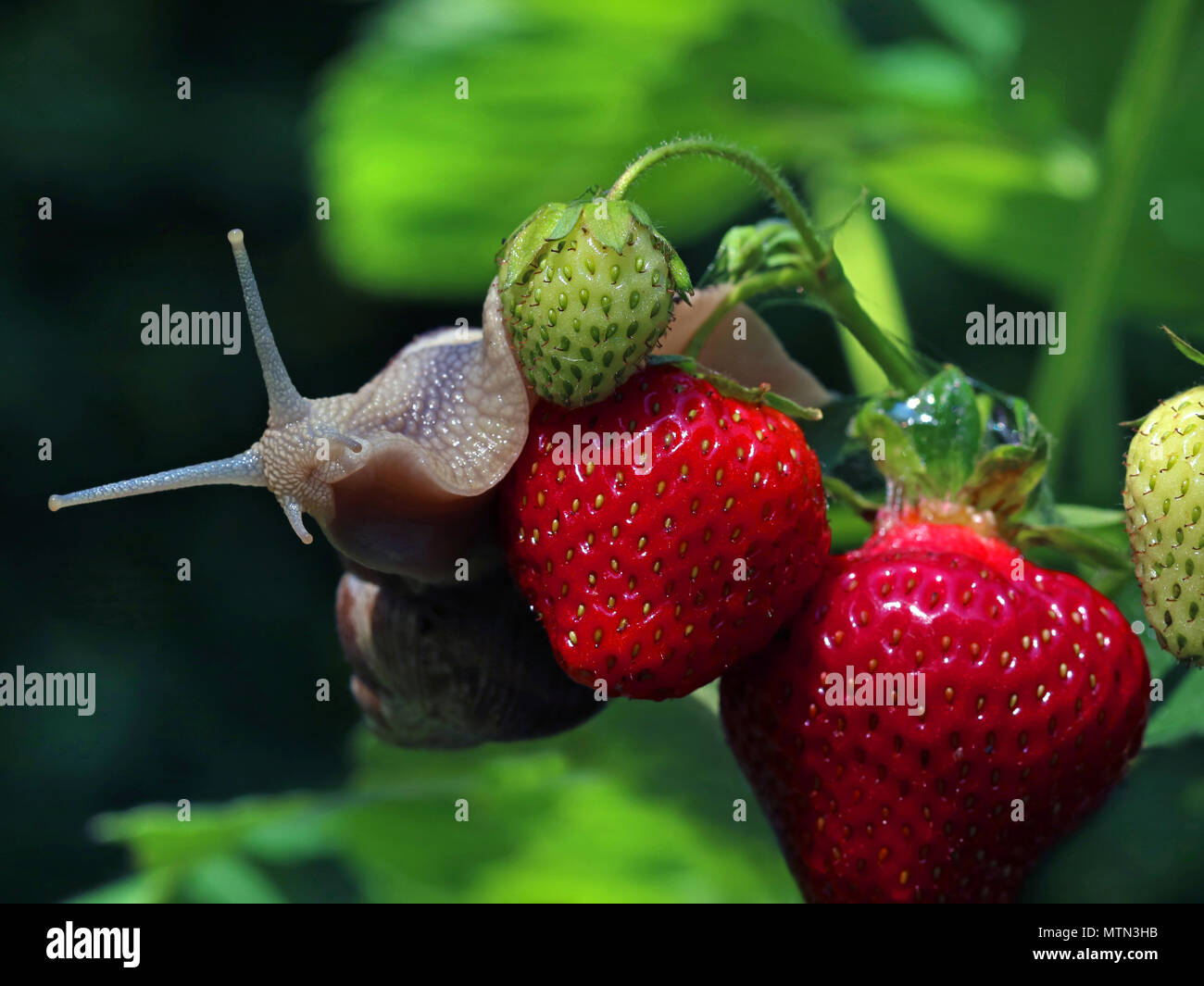 Slugs and mucus hi-res stock photography and images - Alamy