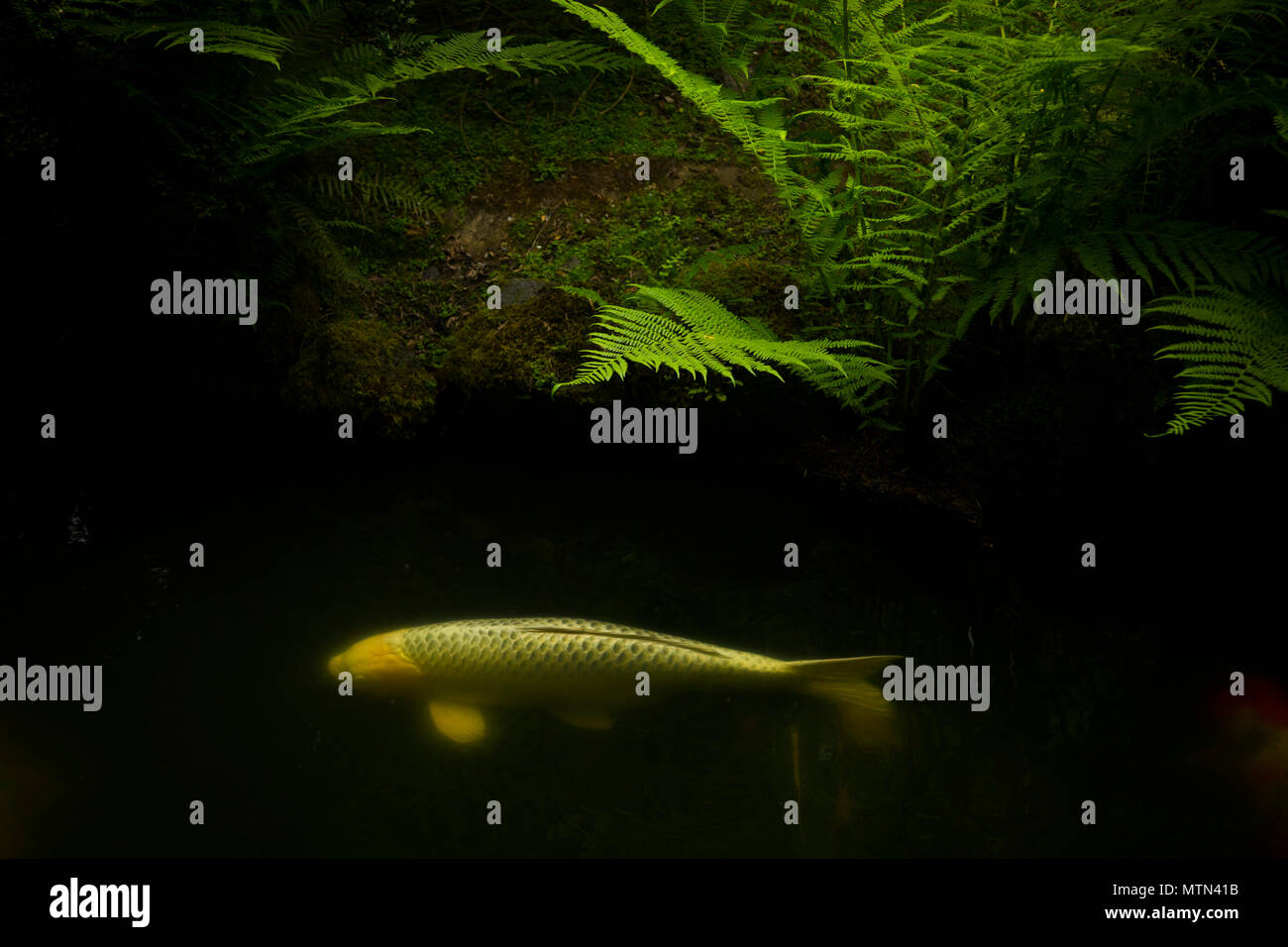Portland oregon usa fish hi-res stock photography and images - Alamy