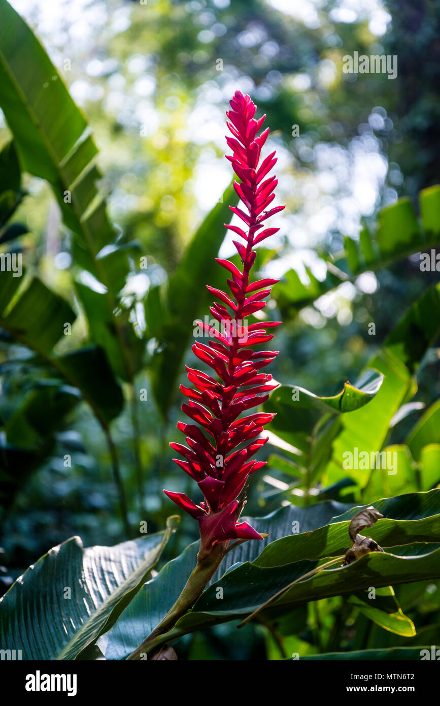 Bromeliad plant, Chiapas, Mexico Stock Photo - Alamy