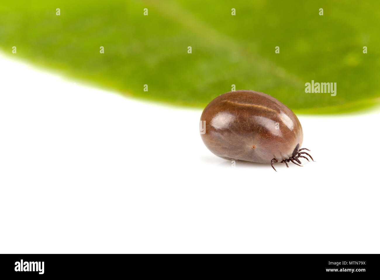 A huge tick full of blood with leaf in studio Stock Photo - Alamy