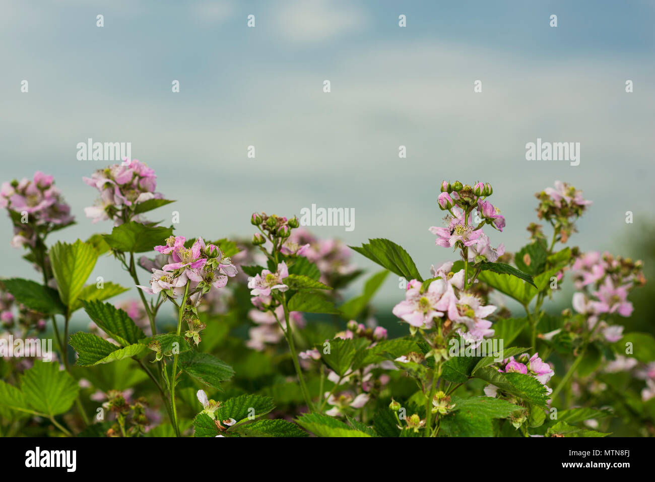 raspberry flowers background sky Stock Photo - Alamy