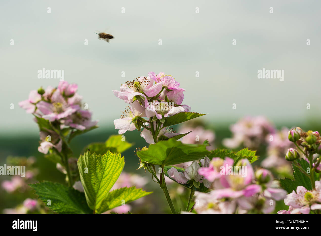 raspberry flowers background sky Stock Photo - Alamy