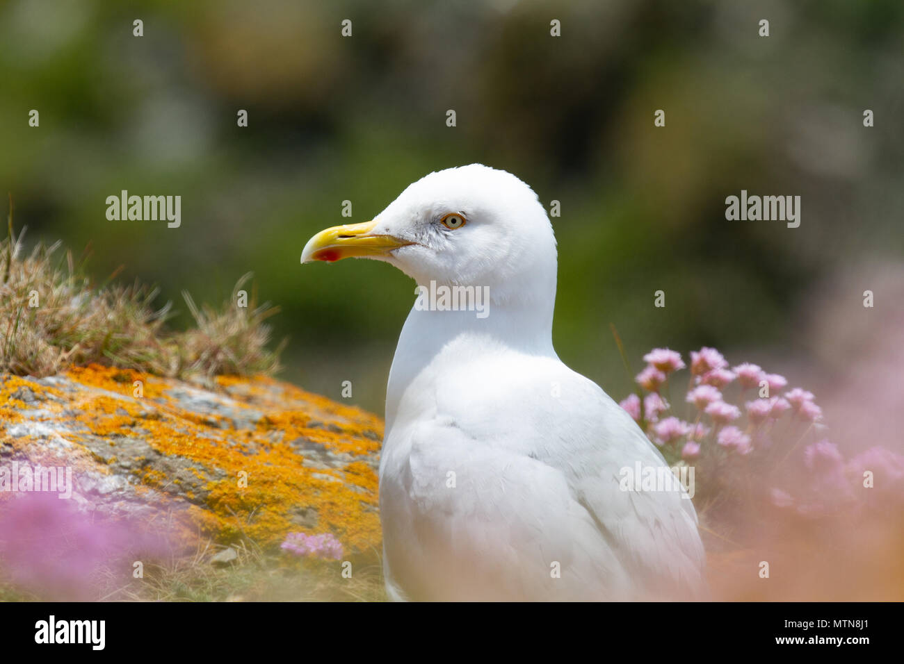 Cornish natural spring water hi-res stock photography and images - Alamy