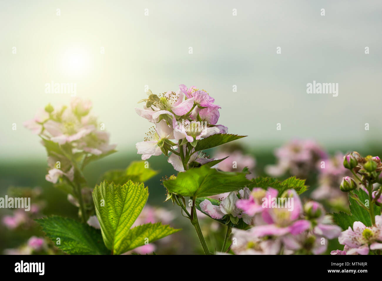 raspberry flowers background sky Stock Photo - Alamy
