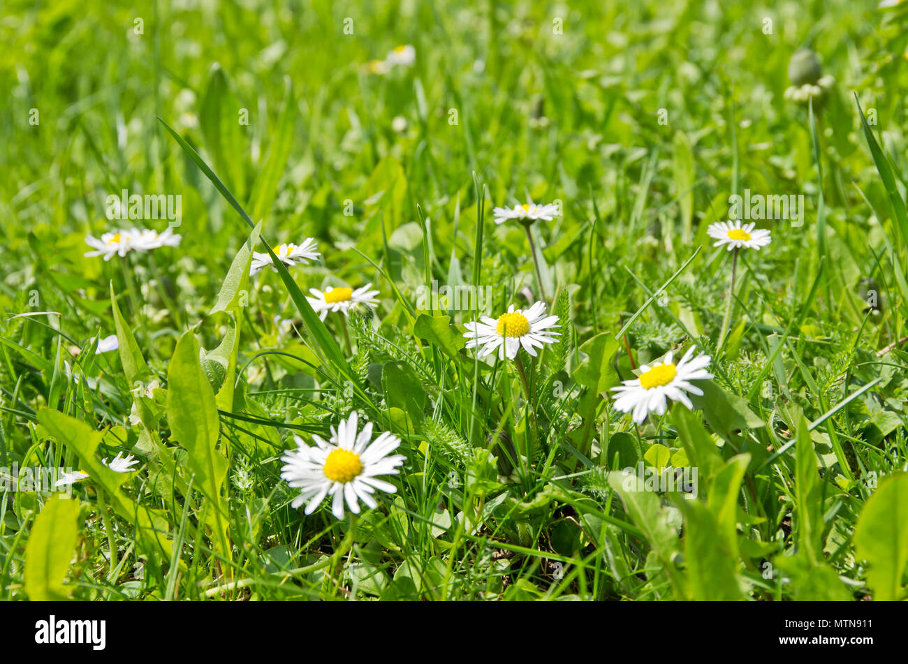 Spring by millet hi-res stock photography and images - Alamy