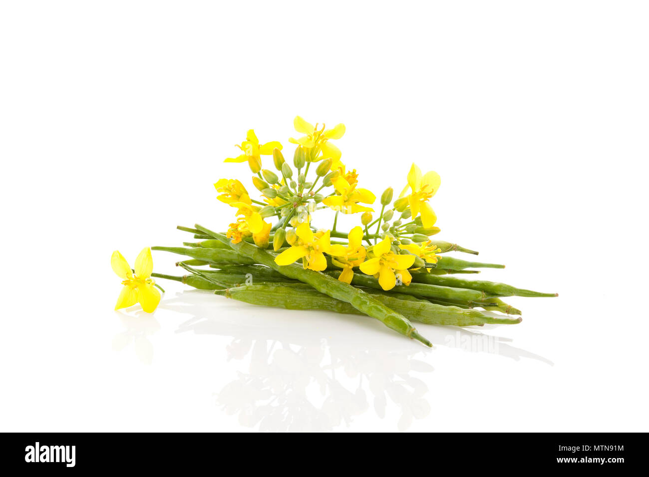 Rapessed flower and fruit isolated on white background Stock Photo - Alamy